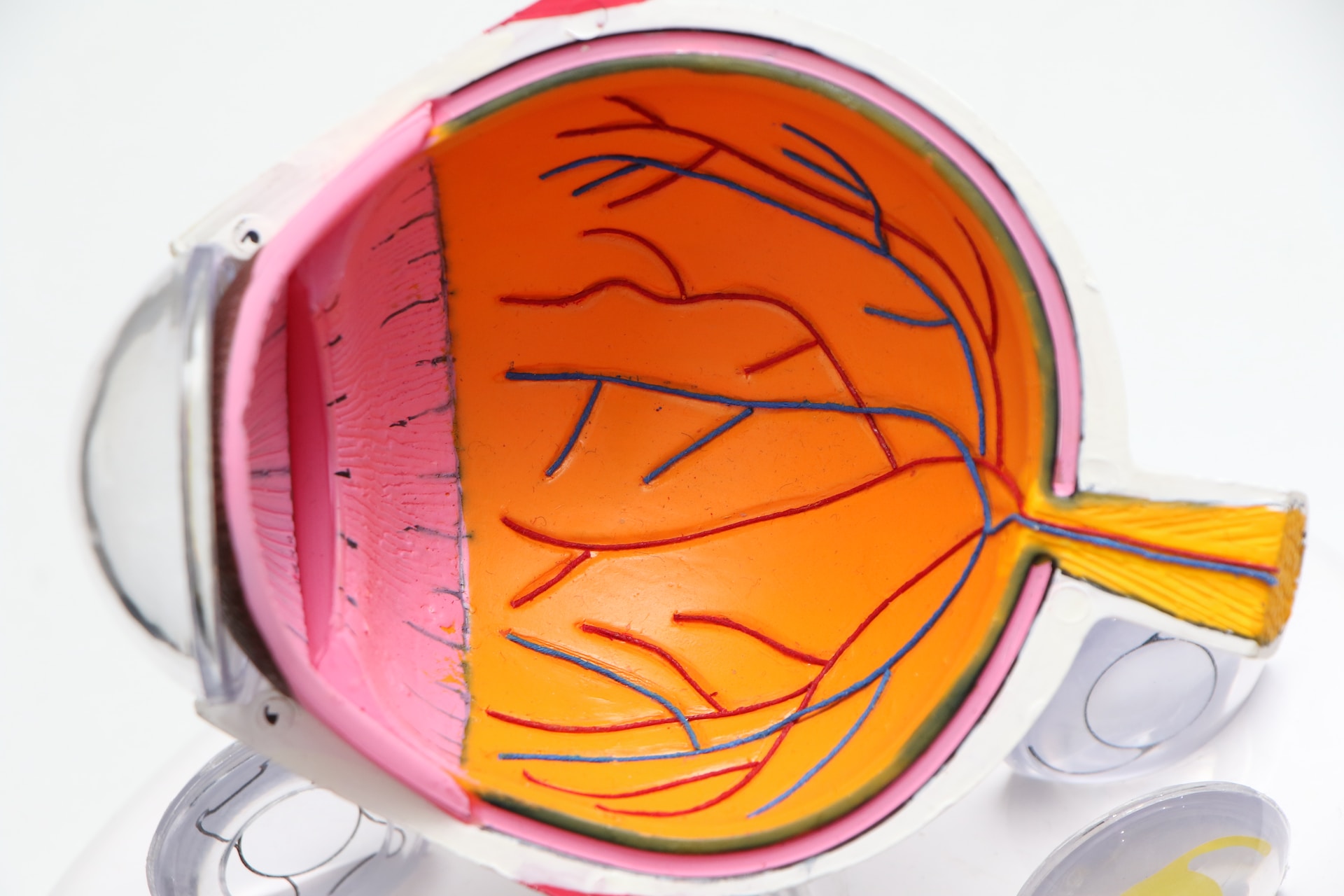 Anatomy of the Eye - Parts of the Human Eye Explained